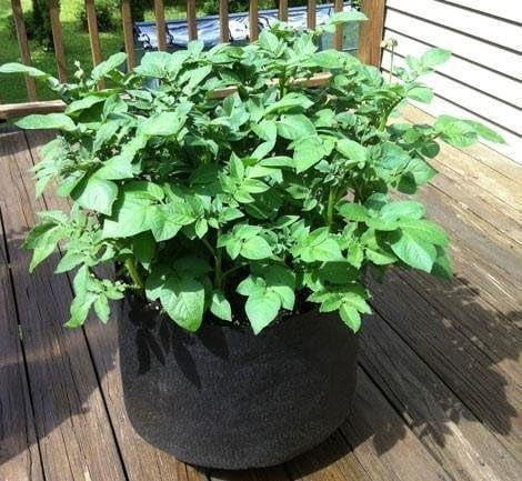 Growing Smart Pot Potato and Squash Grower with DSP Box, 15-Gallon ...
