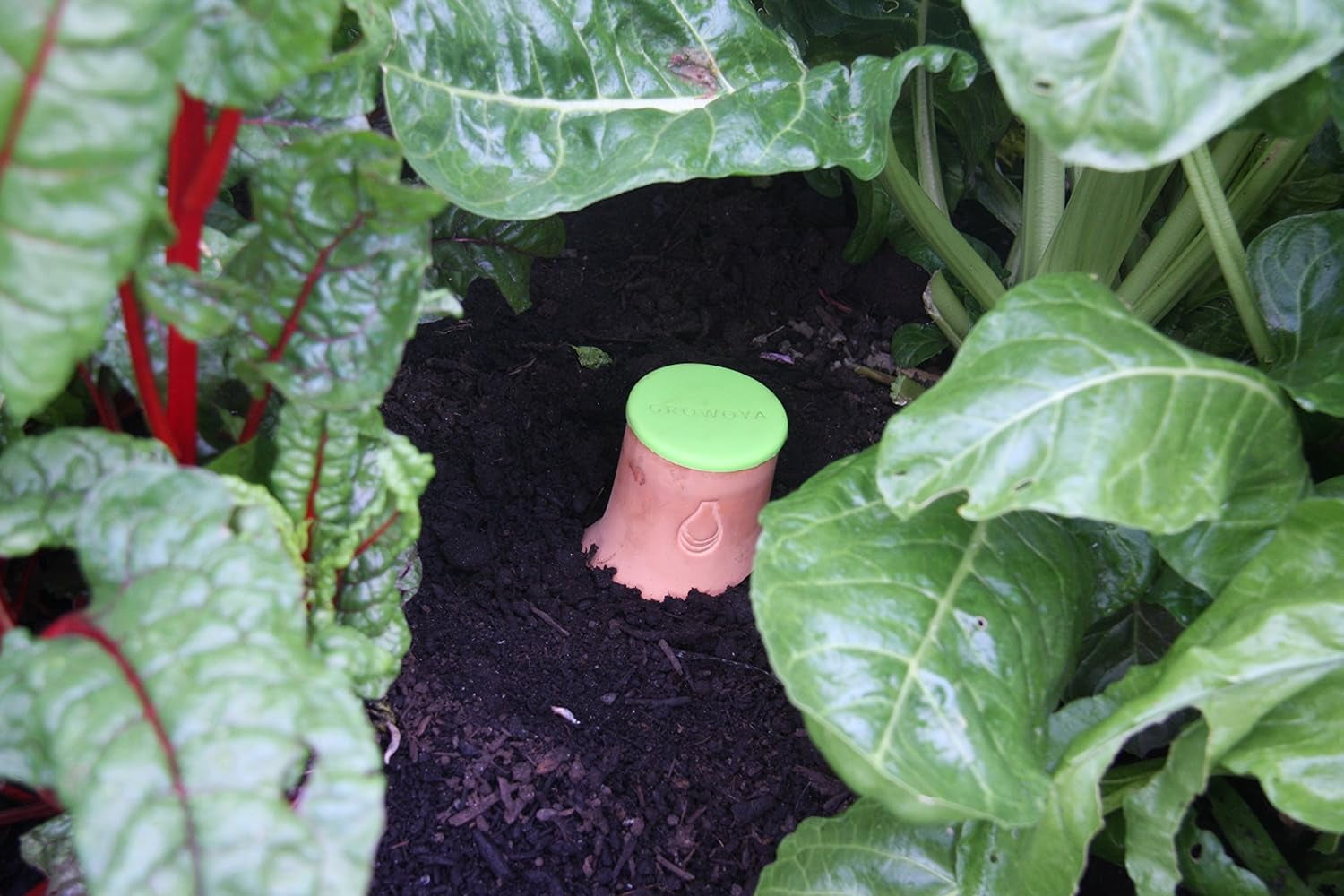 Growoya Garden OYA Large Watering Pot Plant Irrigation System - Walmart.com