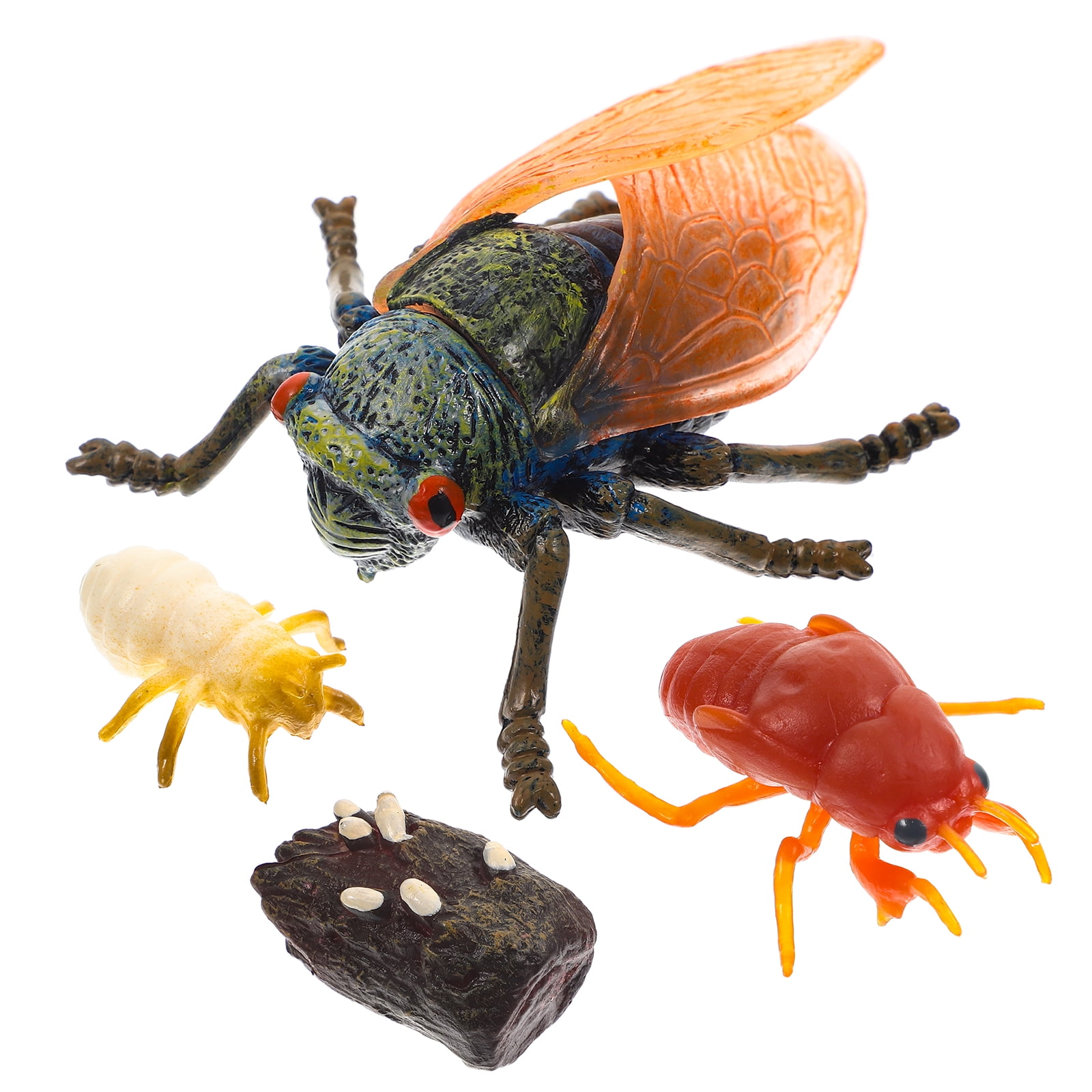 Growth Cycle Model Simulation Craft Cicada Display Models Life Figures ...