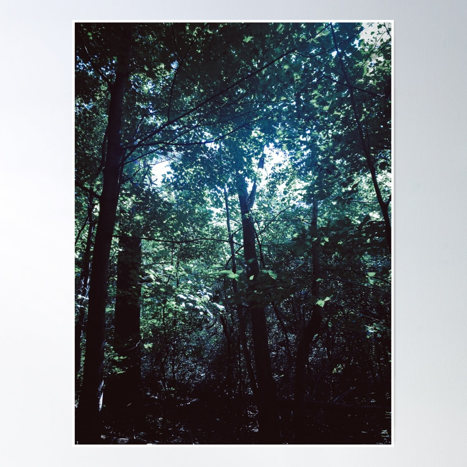 Grunge Forest Blue Dazecore Aesthetic Vintage Sun Piercing Through ...