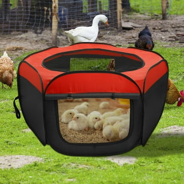 Chicks Brooder Box for Chicken Starter Kit- Includes Timing Heat Lamp ...