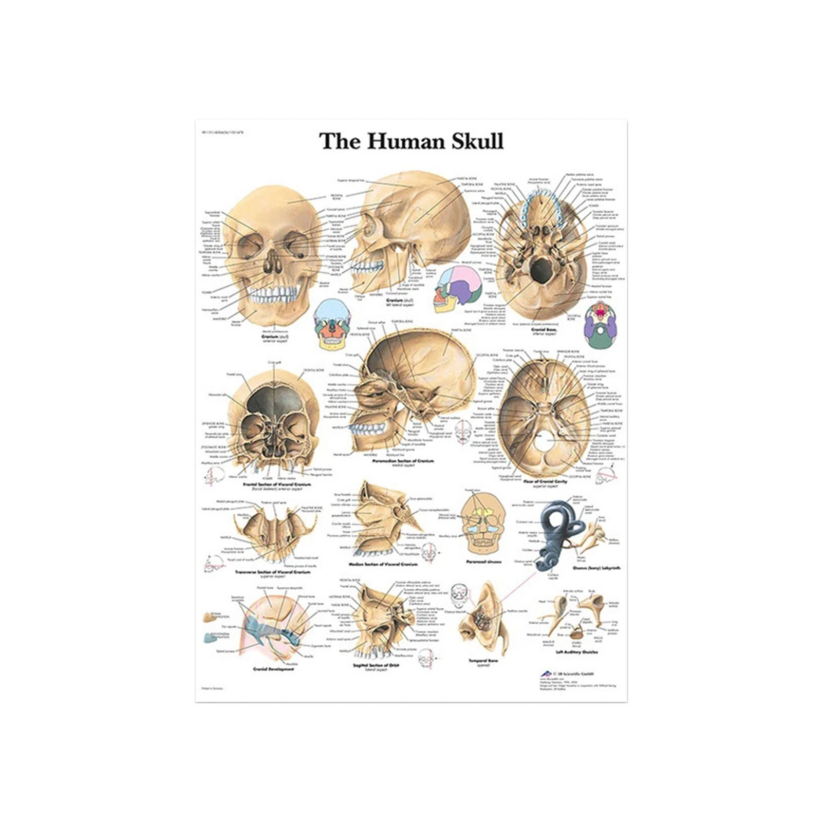 GuaLeg Poster For Teaching Body Structure Anatomy At The Vein And ...