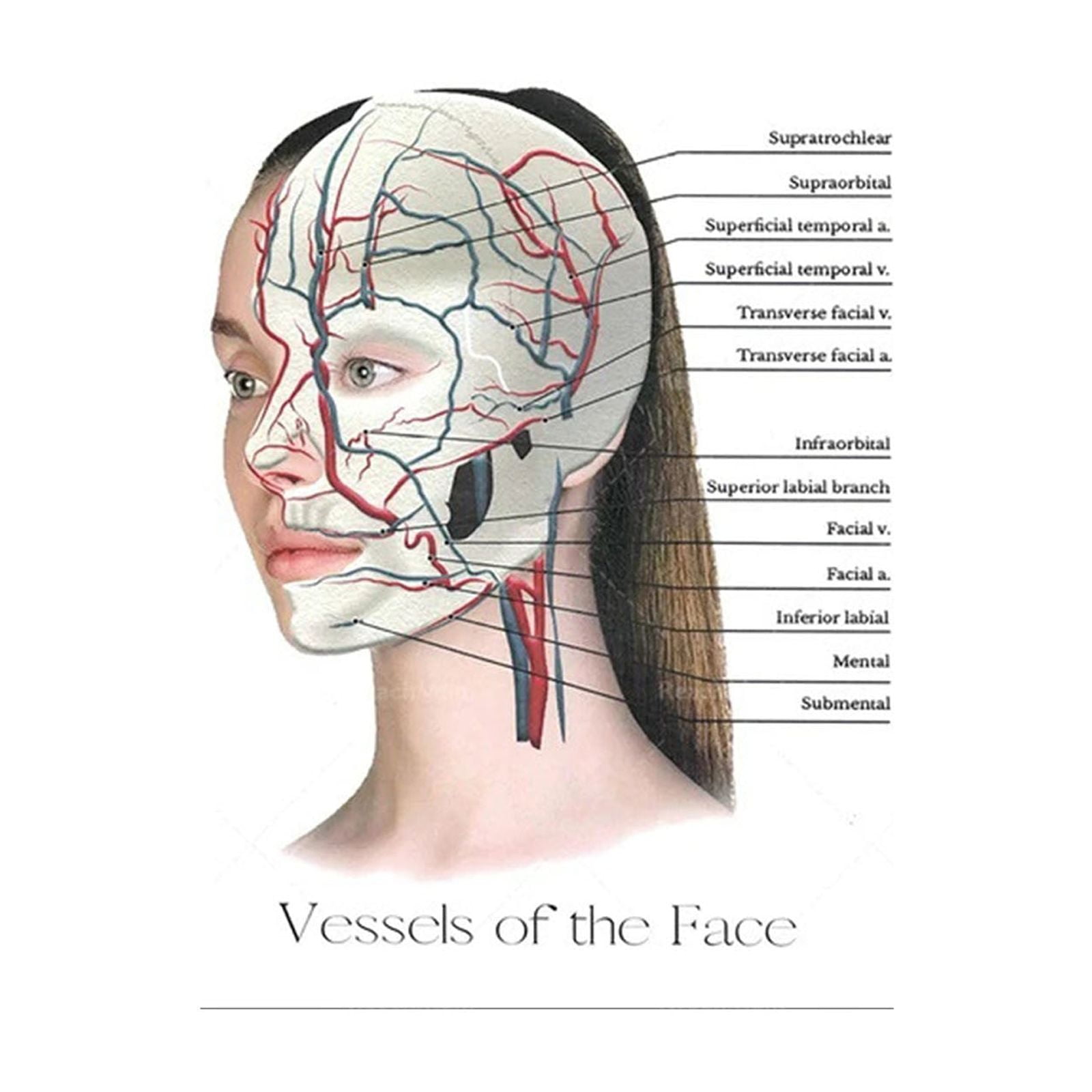 GuaLeg Poster For Teaching Body Structure Anatomy At The Vein And ...