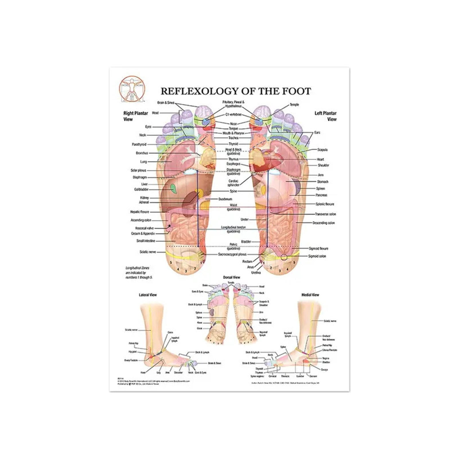 GuaLeg Poster For Teaching Body Structure Anatomy At The Vein And ...