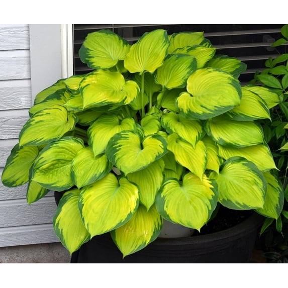 Guacamole Hosta Roots for Growing Beautiful Green and Yellow Hosta ...
