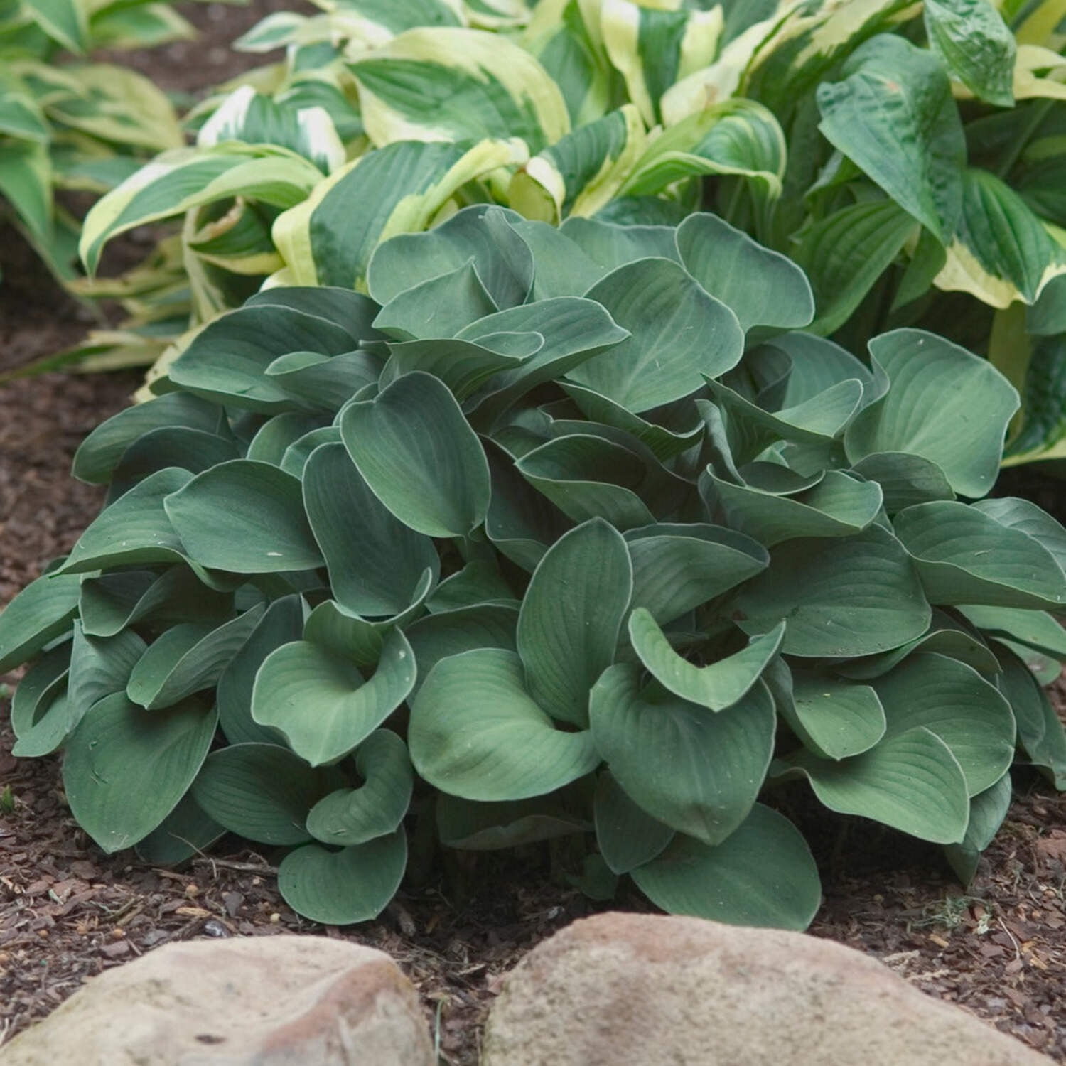 TriStar Guacamole Hosta - Plantain Lily, 1 Quart Pot, Healthy Roots ...