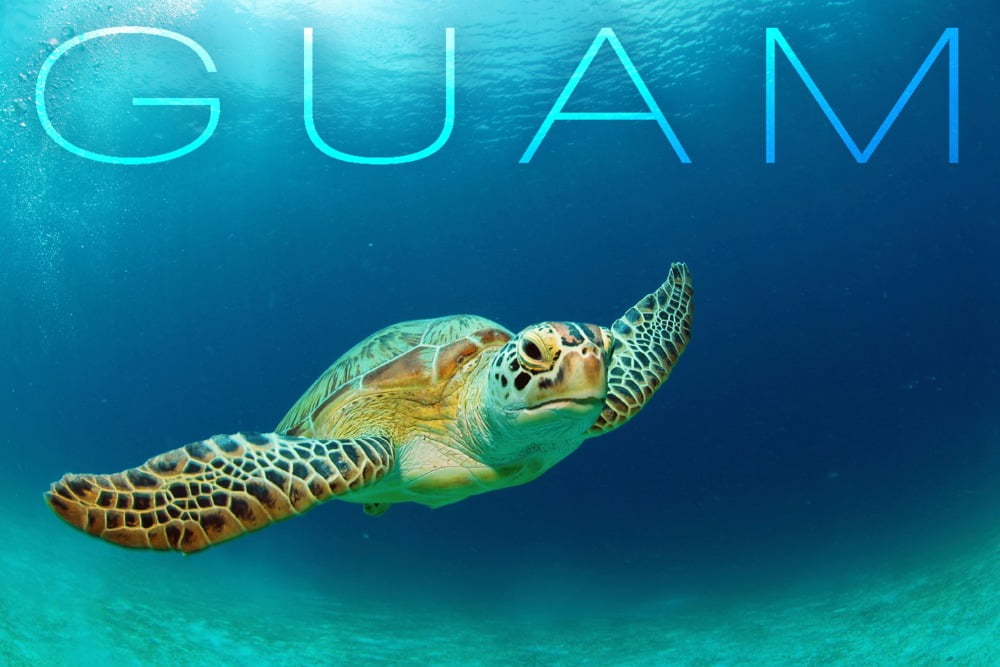 Guam, Sea Turtle Swimming (36x54 Giclee Gallery Art Print, Vivid ...