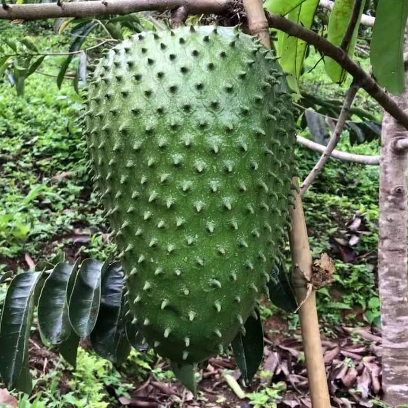 Guanabana Soursop Tree 1 to 2 Feet in Gallon Pot, Sweet Soursop Plant Live for Planting, Soursop ...