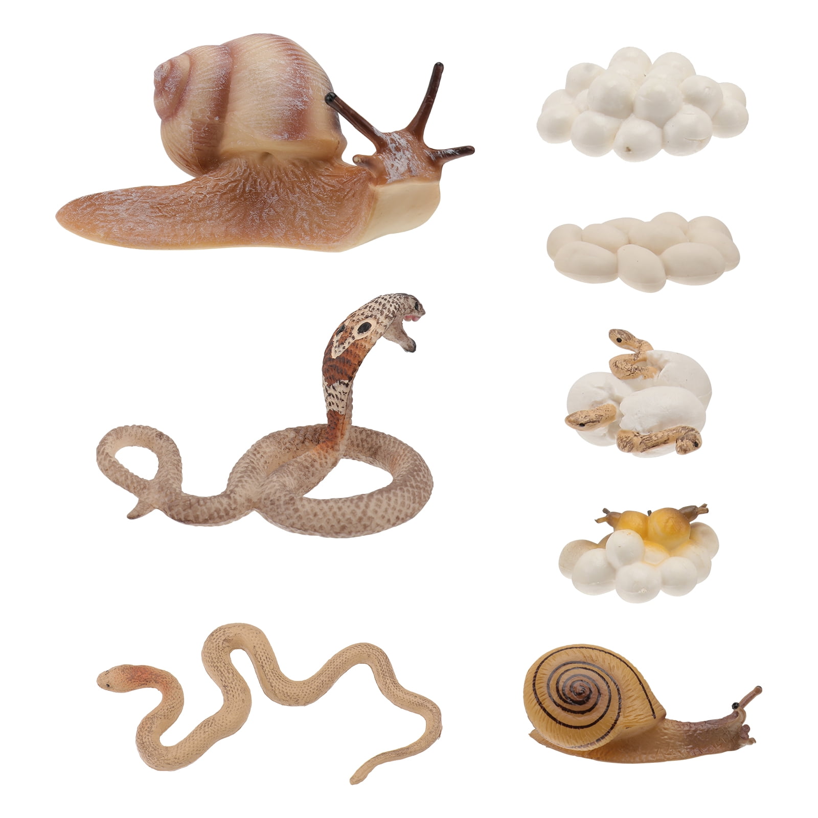 Guangmc Snake & Snail Life Cycle Model Toy Set for Kids - Walmart.com