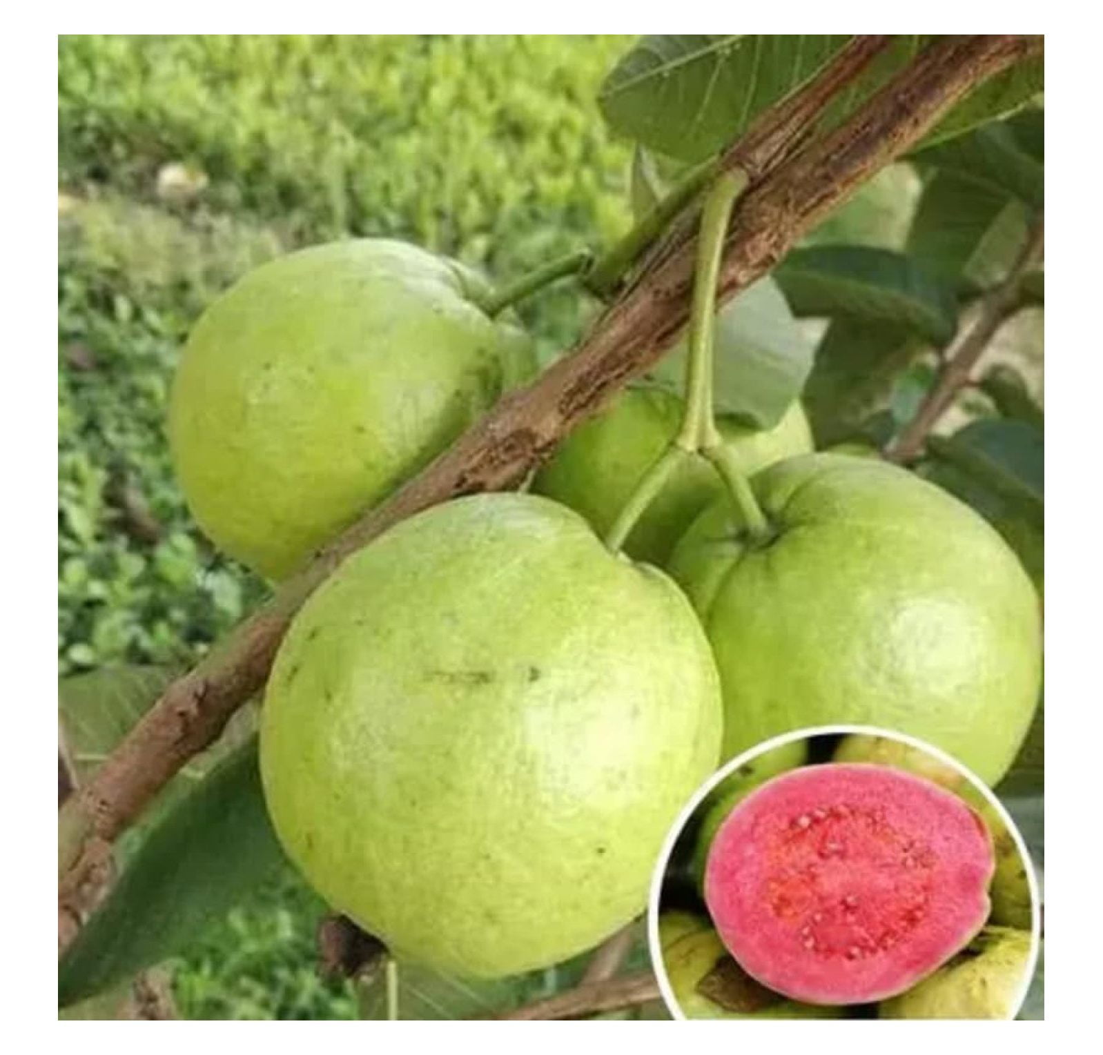Guava Tree, Guava Tree Live Plant, 4"-10" in Tall, Guava Tree Plant ...
