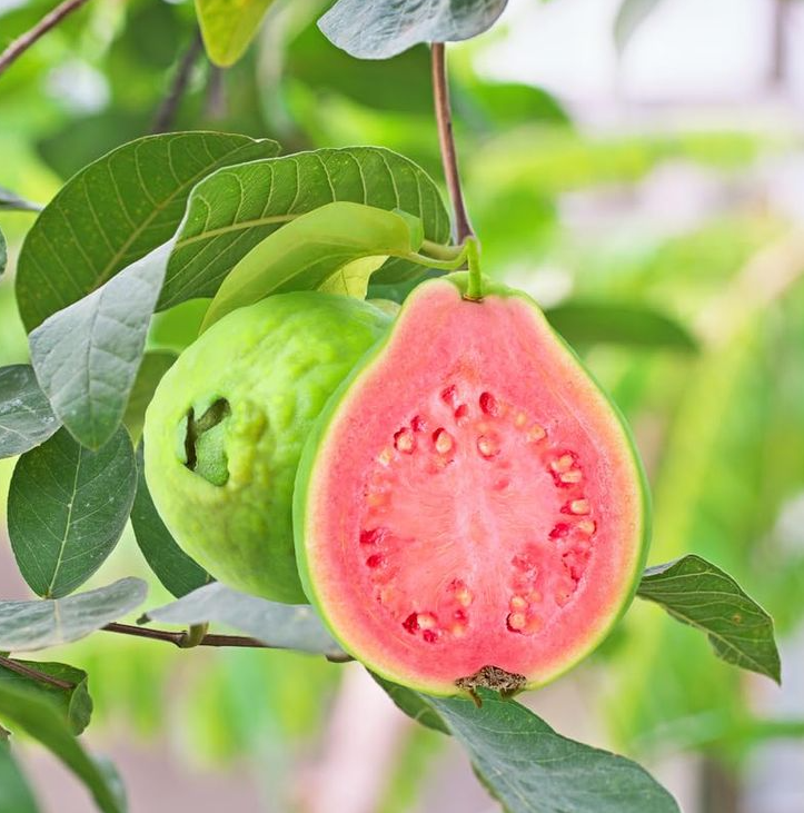 Guava Tree Live Plant, Pink Guava Trees, Guava Fruit Tree for Planting ...