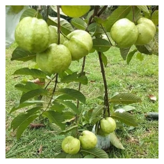 Guava Tree, White Guava Tree Live Plant, 4"-8" in Tall, Guava Tree ...