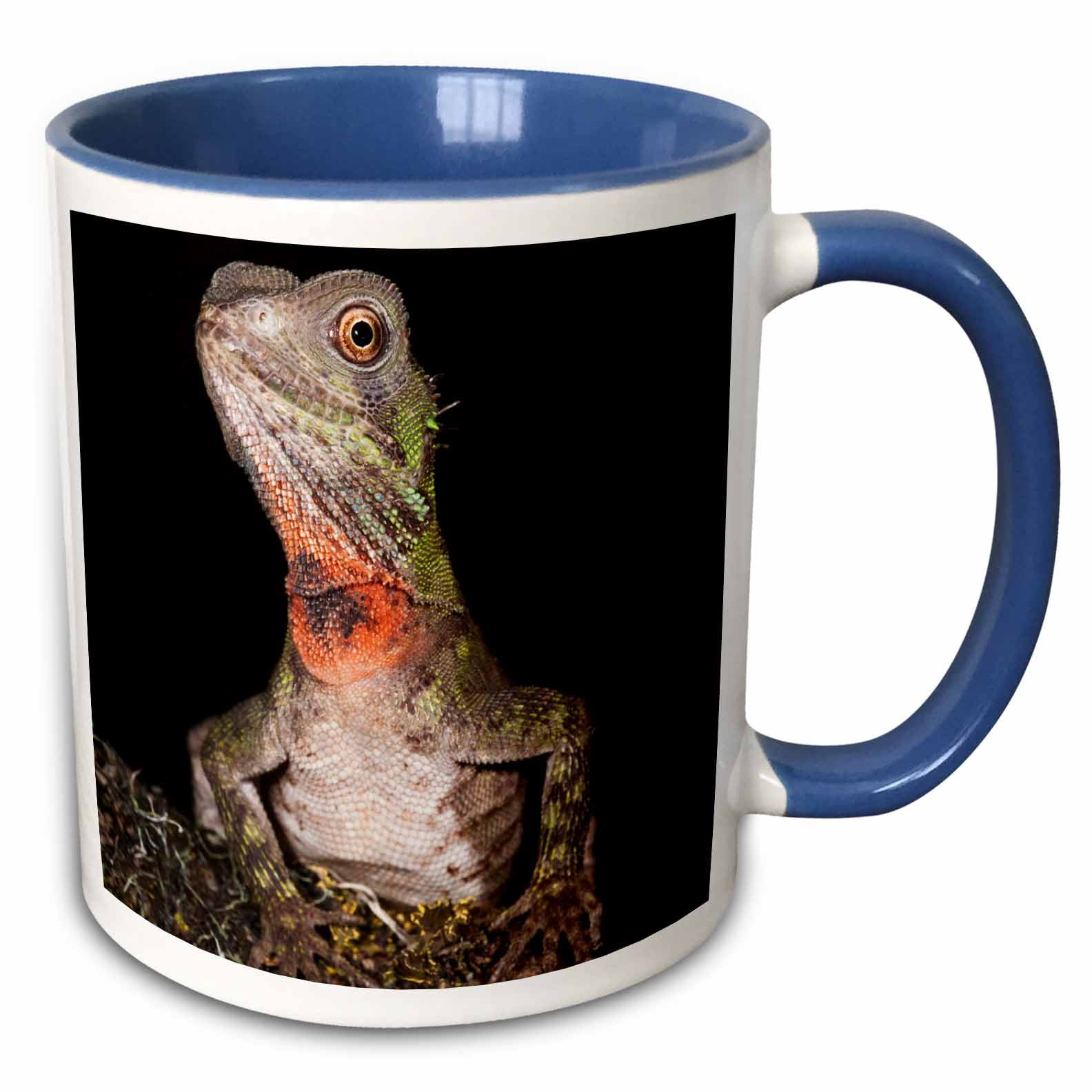 3drose, Guichenots Dwarf Iguana Lizard, Amazon, Ecuador - Sa07 Pox1726 ...