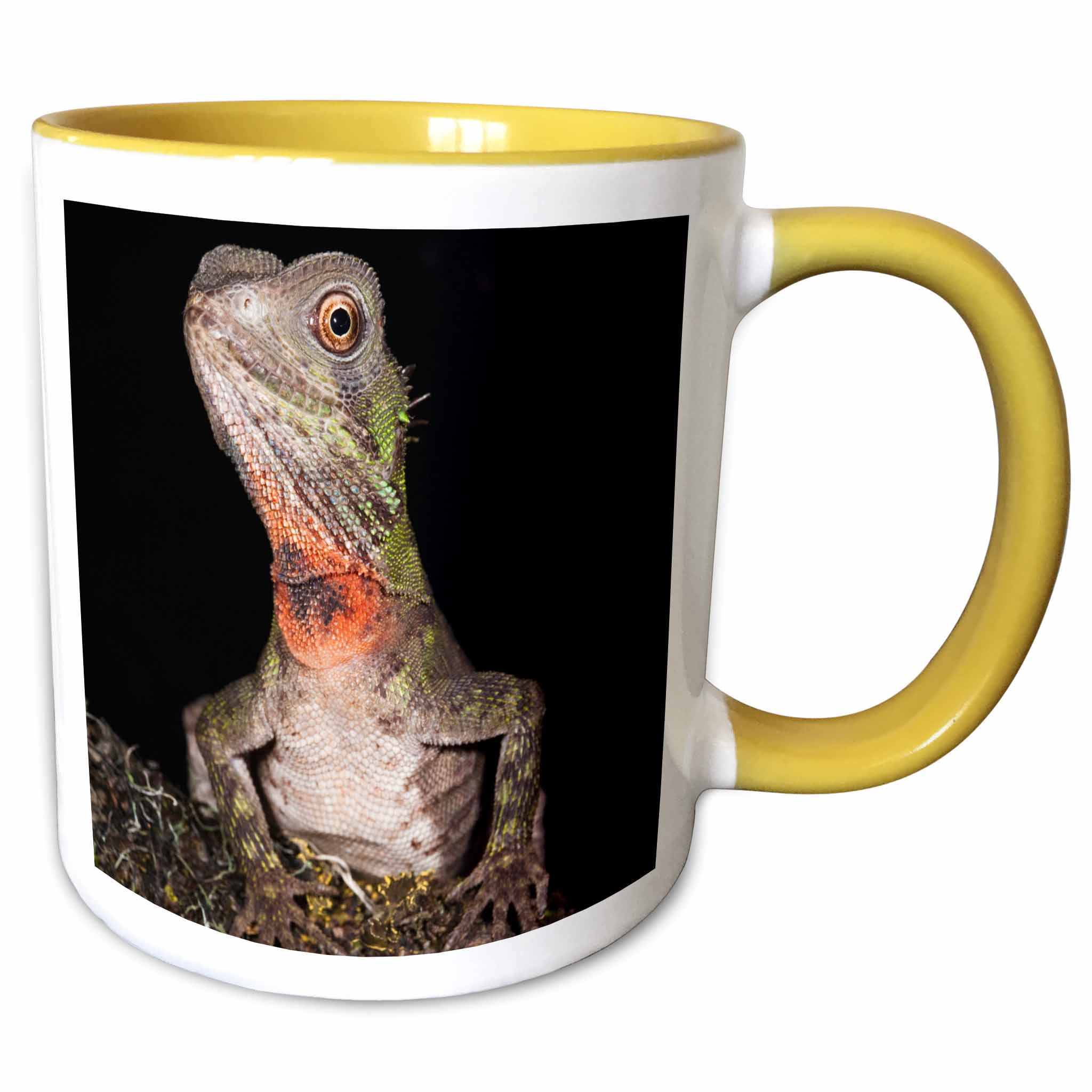 3drose, Guichenots Dwarf Iguana Lizard, Amazon, Ecuador - Sa07 Pox1726 ...