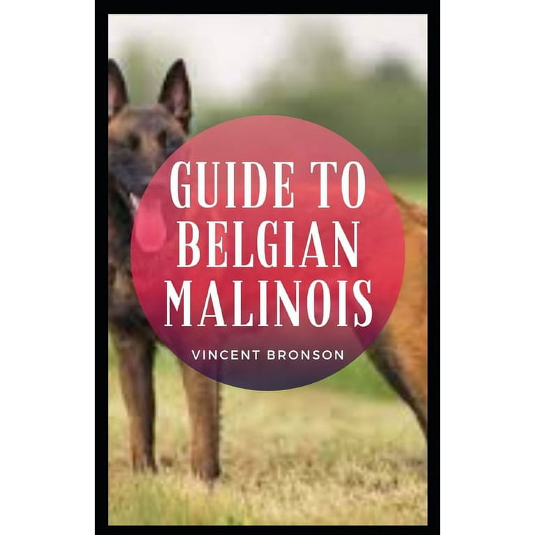 Gray Belgian Malinois