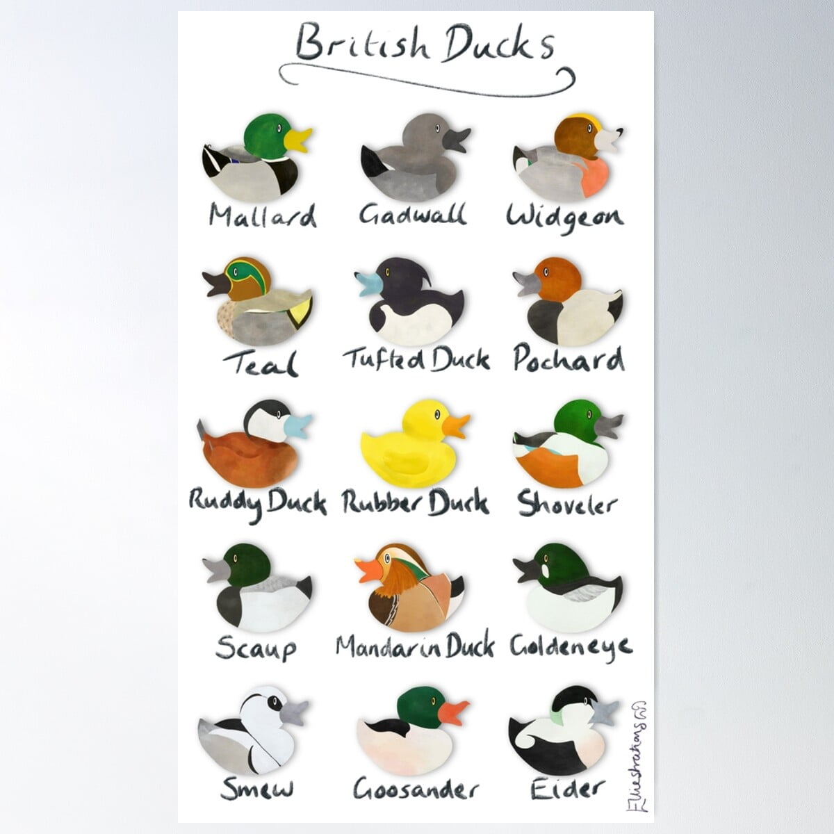 Guide To British Ducks Poster Wall Art, Modern Wall Decor For Living ...