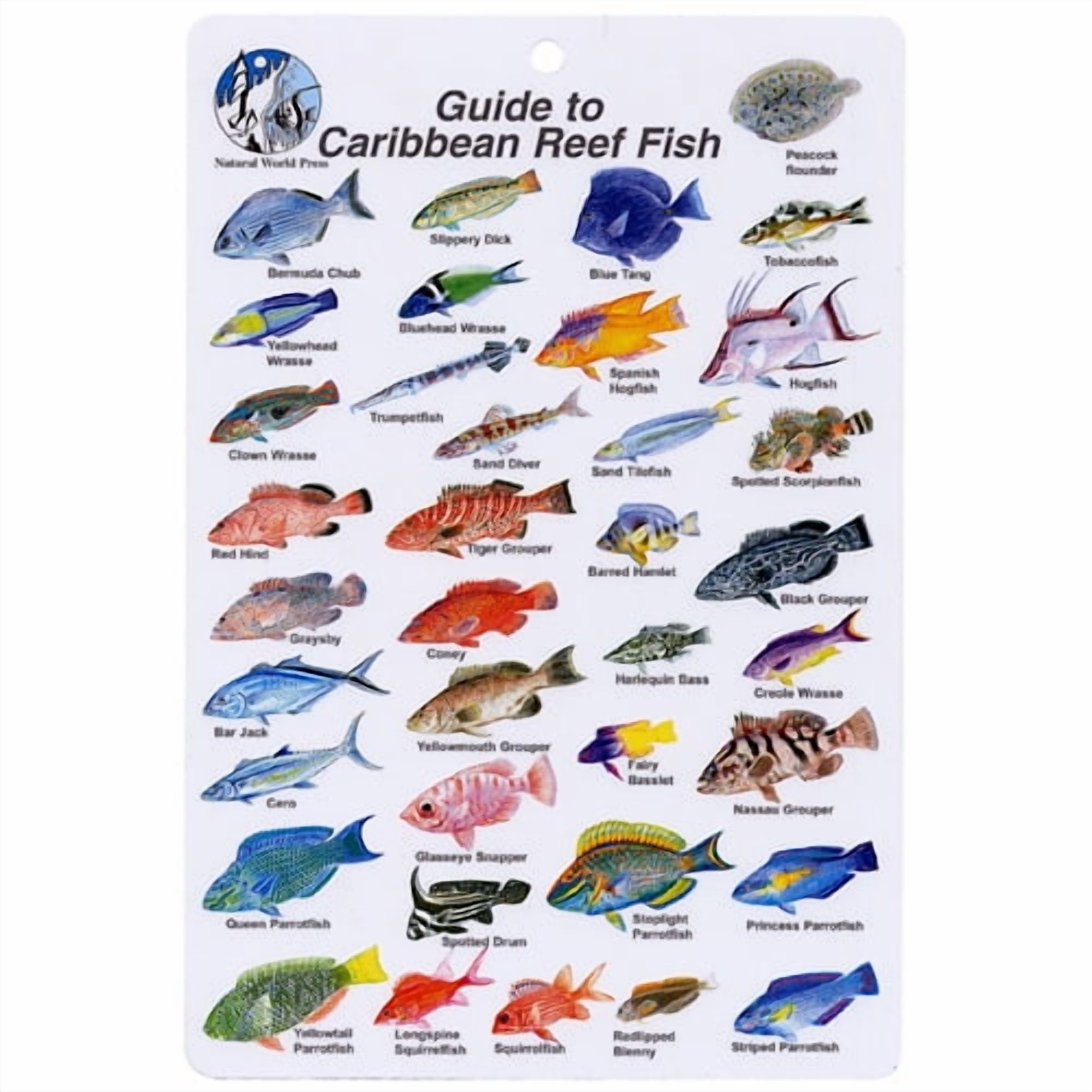 Guide to Reef Fish Caribbean ID Card Travel 6x9 BK13 - Walmart.com