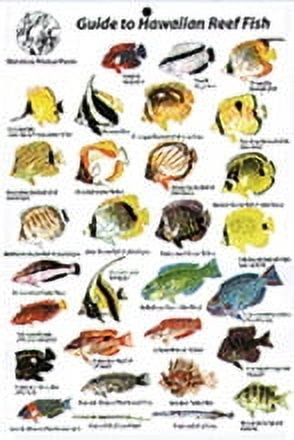 Reef Fish Identification Guide Ultimate Guide: Hawaiian Reef Fishes,