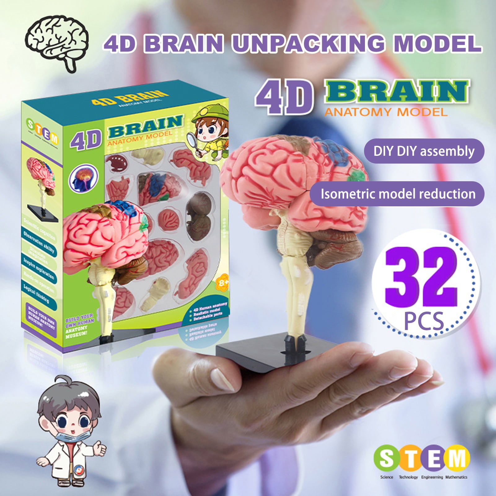 Guiexla 4D Brain Structure Model Good Detail Equal Proportion Reduction ...