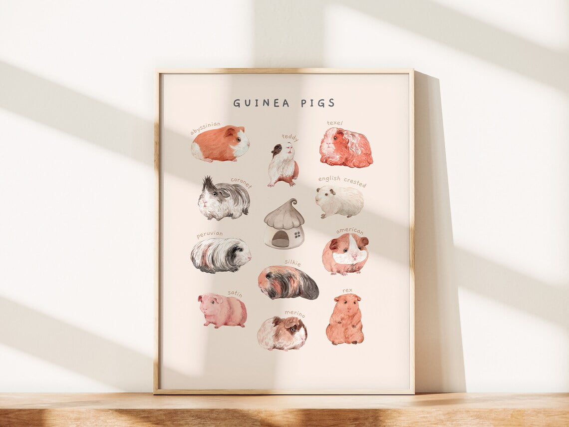 Guinea Pig Breeds Educational Poster, Homeschool Pet Wall Art ...