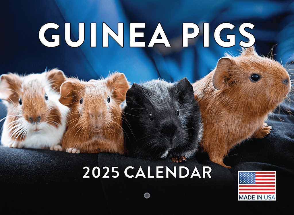 Guinea Pig Calendar 2025 Monthly Wall Calender 12 Month | American Made In The USA - Walmart.com