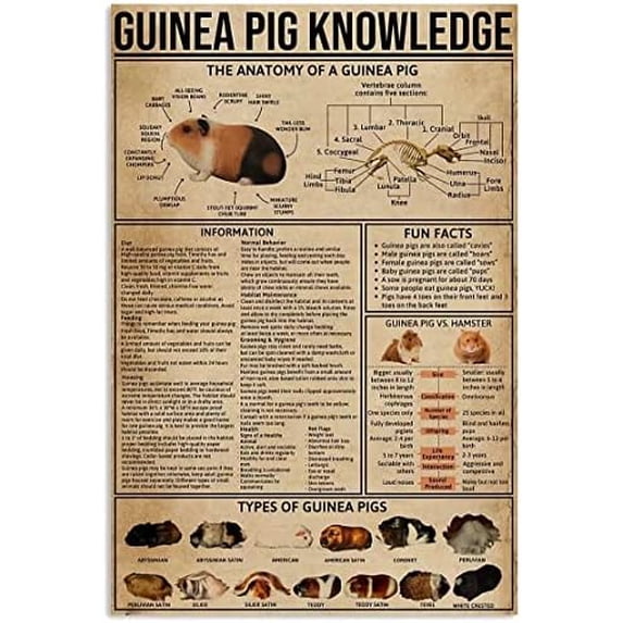 Guinea Pig Knowledge Metal Sign Types of Guinea Pig Guide Infographic ...