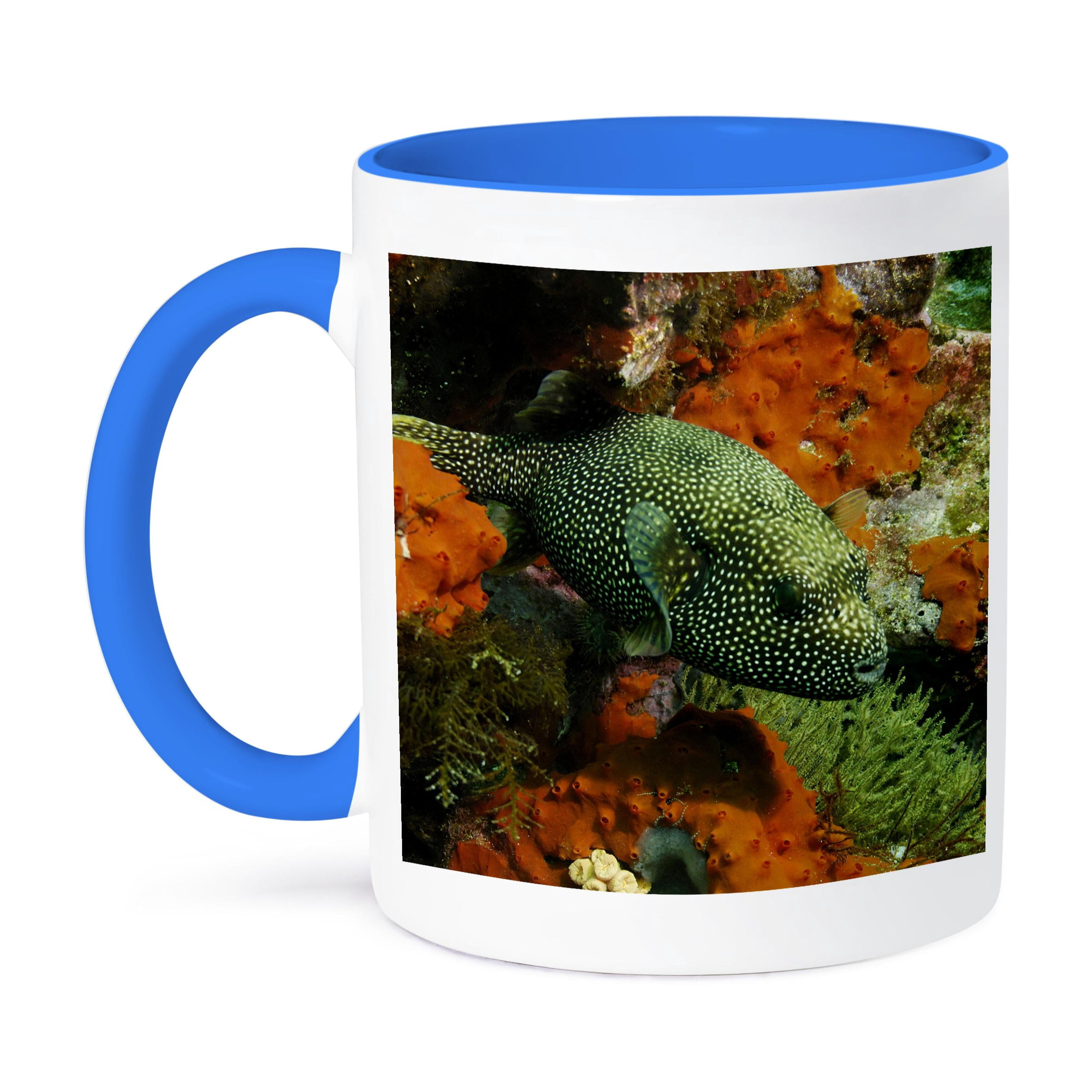 Guineafowl Puffer, Wolf Island, Galapagos Islands - Sa07 Pox1017 - Pete ...