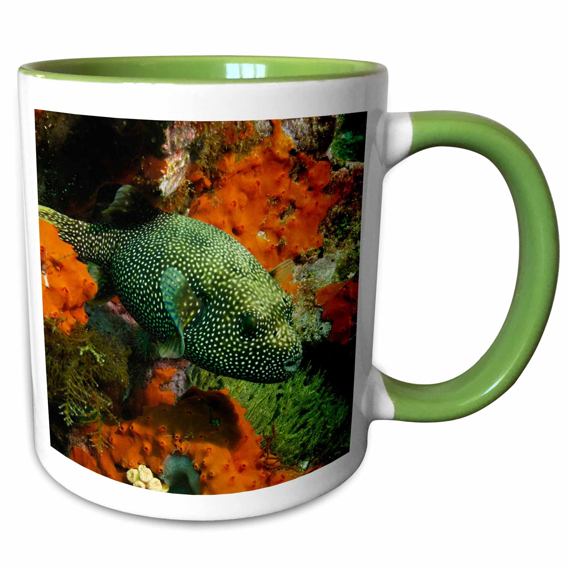 3drose, Guineafowl Puffer, Wolf Island, Galapagos Islands - Sa07 ...