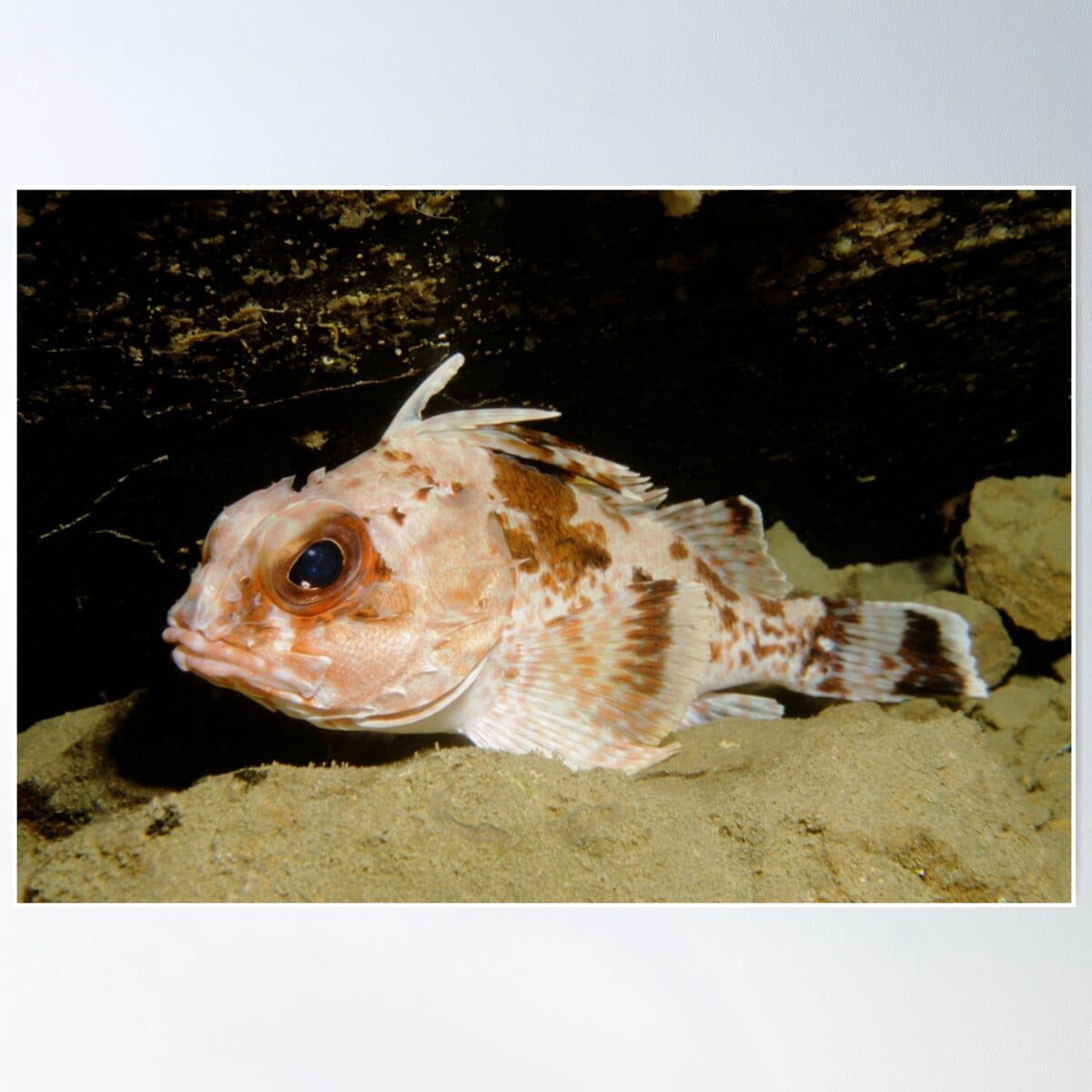 Gulf Gurnard Perch, Western Australia Poster Wall Art, Modern Wall ...