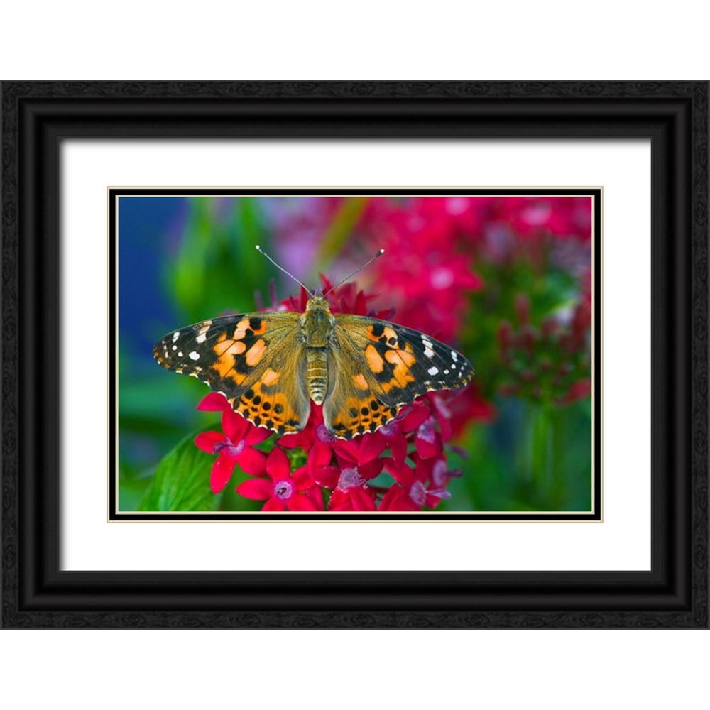 Gulin, Darrell 14x11 Black Ornate Wood Framed with Double Matting Museum Art Print Titled ...