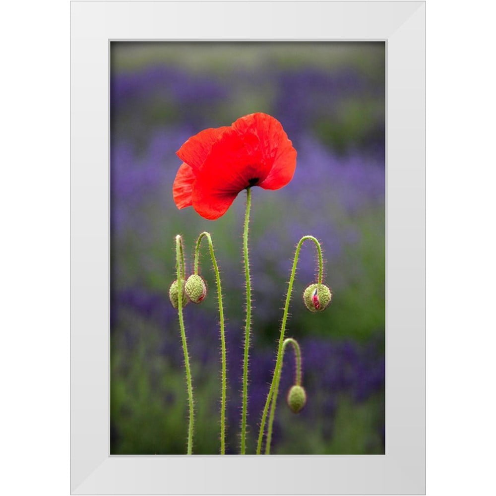 Gulin, Sylvia 11x14 White Modern Wood Framed Museum Art Print Titled ...