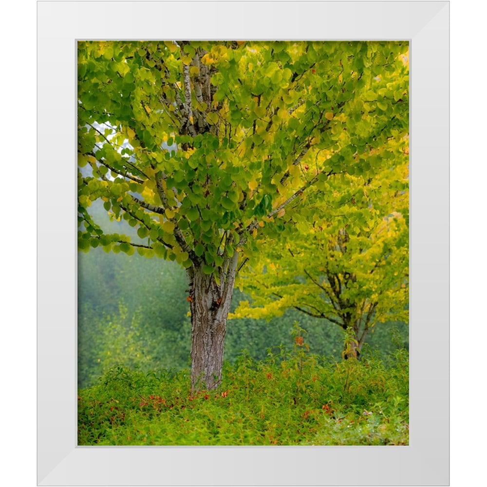 Gulin, Sylvia 12x14 White Modern Wood Framed Museum Art Print Titled ...