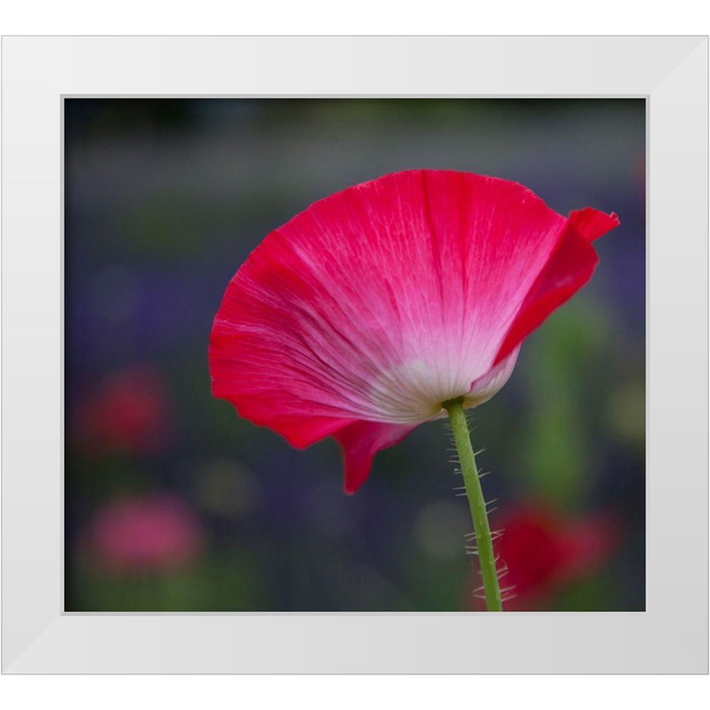 Gulin, Sylvia 13x12 White Modern Wood Framed Museum Art Print Titled ...