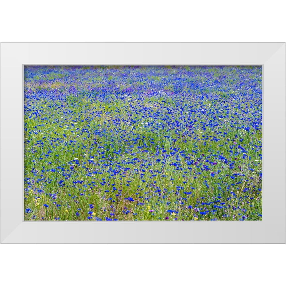 Gulin, Sylvia 14x11 White Modern Wood Framed Museum Art Print Titled ...