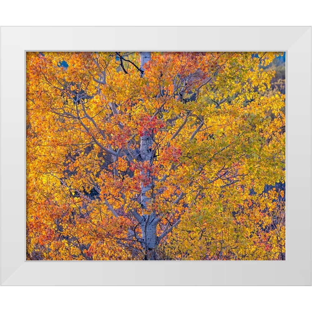 Gulin, Sylvia 14x12 White Modern Wood Framed Museum Art Print Titled ...