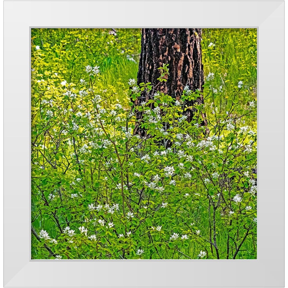 Gulin, Sylvia 15x15 White Modern Wood Framed Museum Art Print Titled ...