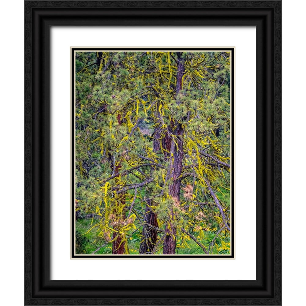 Gulin, Sylvia 15x18 Black Ornate Wood Framed with Double Matting Museum ...