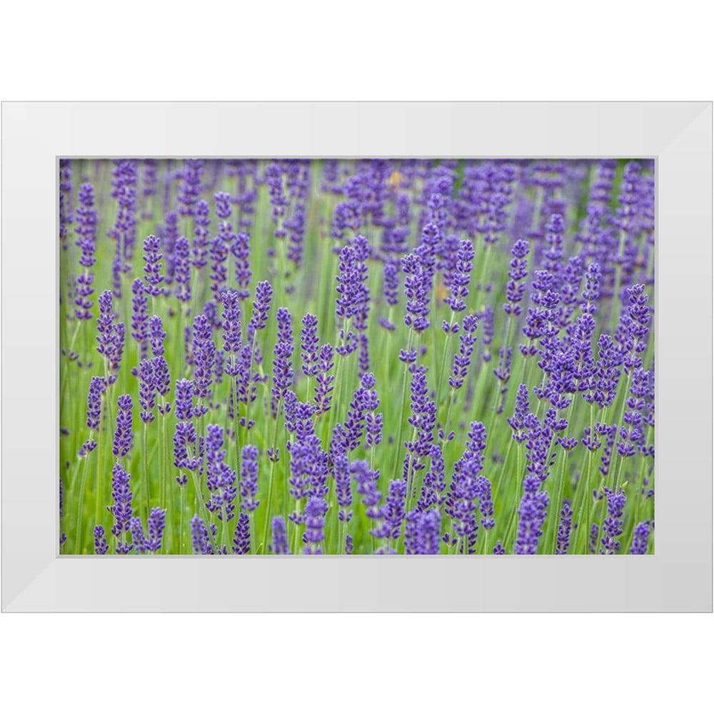 Gulin, Sylvia 18x13 White Modern Wood Framed Museum Art Print Titled ...