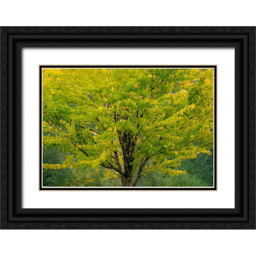Gulin, Sylvia 18x14 Black Ornate Wood Framed with Double Matting Museum ...