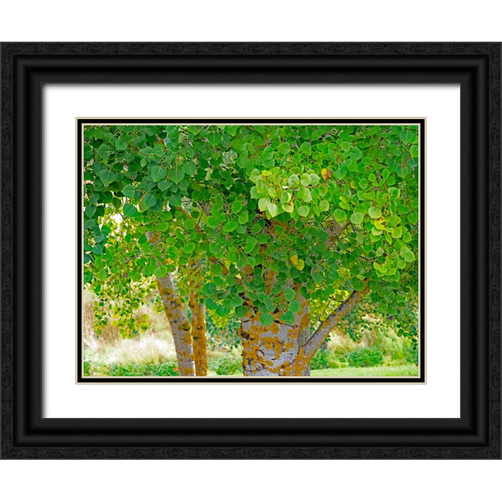 Gulin, Sylvia 18x15 Black Ornate Wood Framed with Double Matting Museum ...