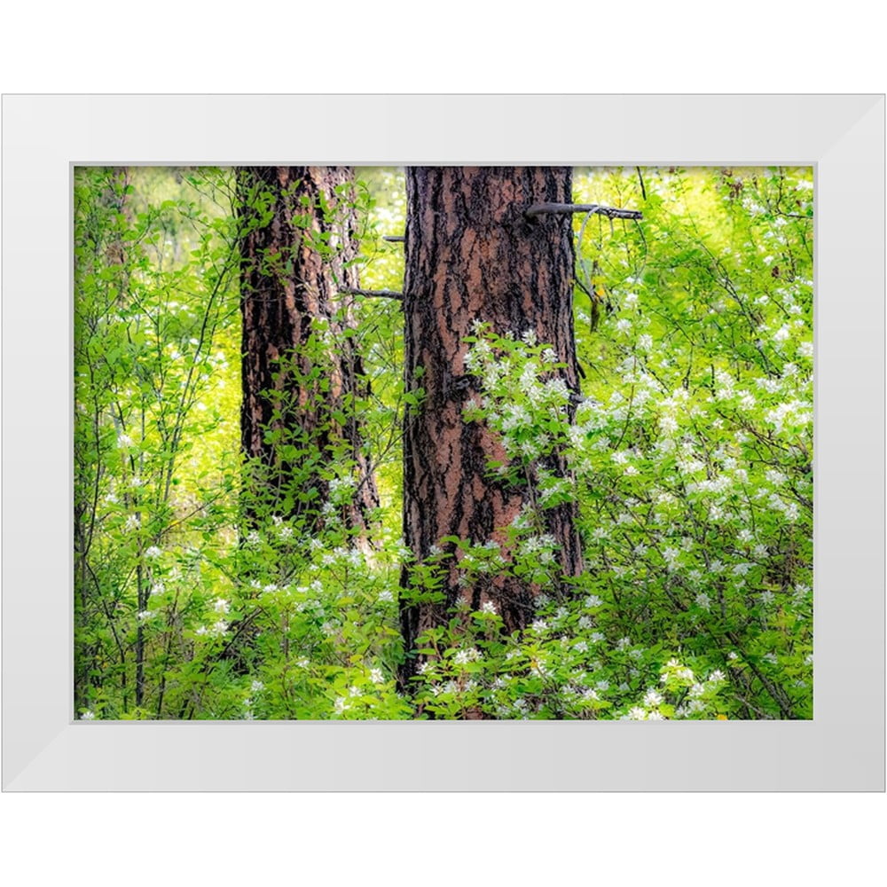 Gulin, Sylvia 18x15 White Modern Wood Framed Museum Art Print Titled ...