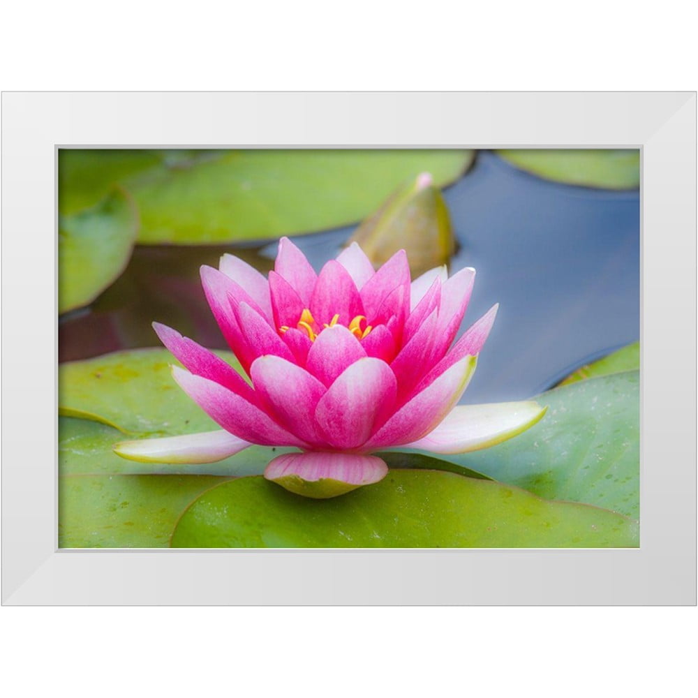 Gulin, Sylvia 24x18 White Modern Wood Framed Museum Art Print Titled ...