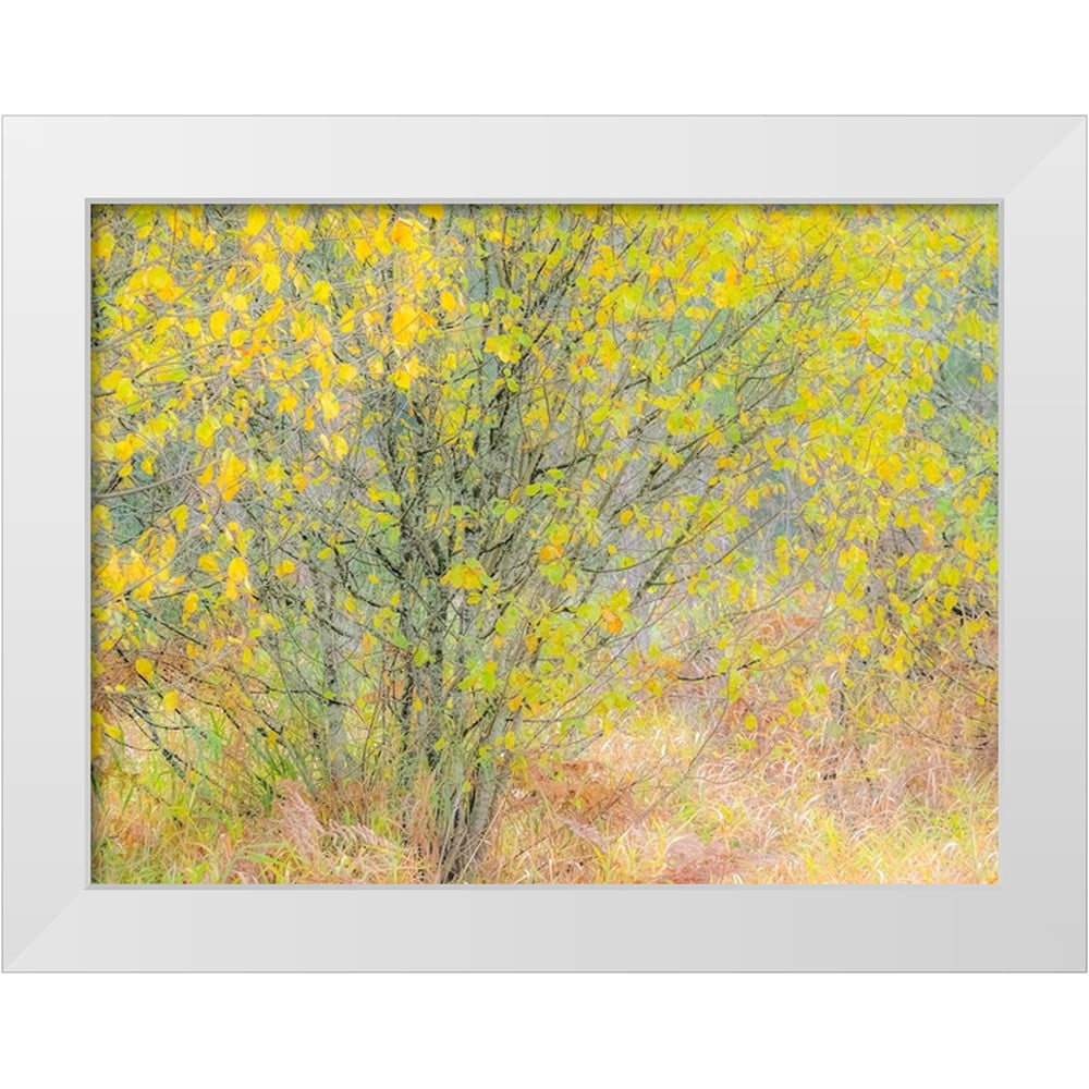 Gulin, Sylvia 24x19 White Modern Wood Framed Museum Art Print Titled ...