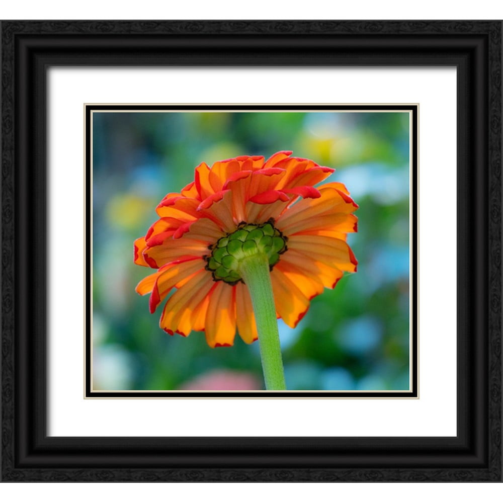 Gulin, Sylvia 29x26 Black Ornate Wood Framed with Double Matting Museum ...