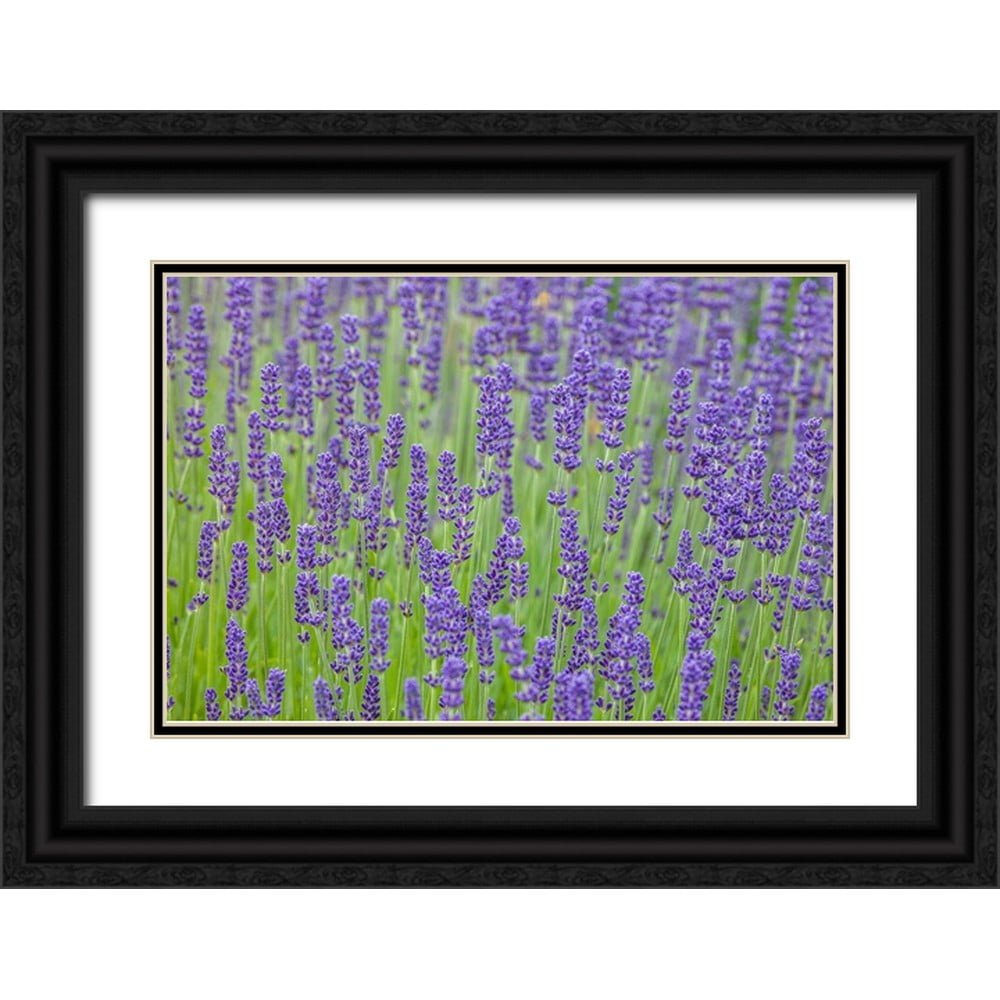 Gulin, Sylvia 32x23 Black Ornate Wood Framed with Double Matting Museum ...