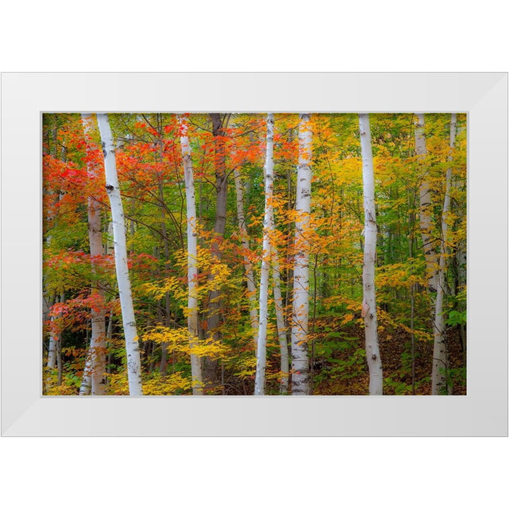Gulin, Sylvia 32x23 White Modern Wood Framed Museum Art Print Titled ...