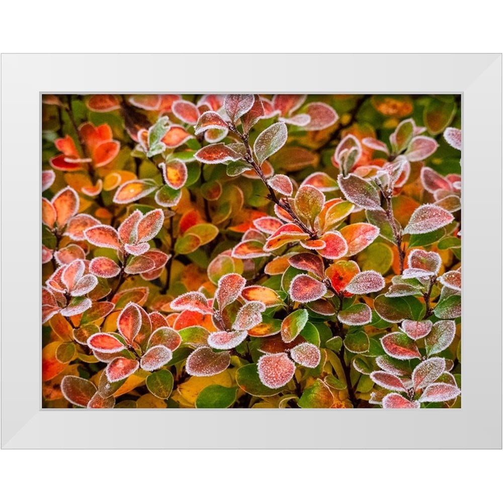 Gulin, Sylvia 32x25 White Modern Wood Framed Museum Art Print Titled ...