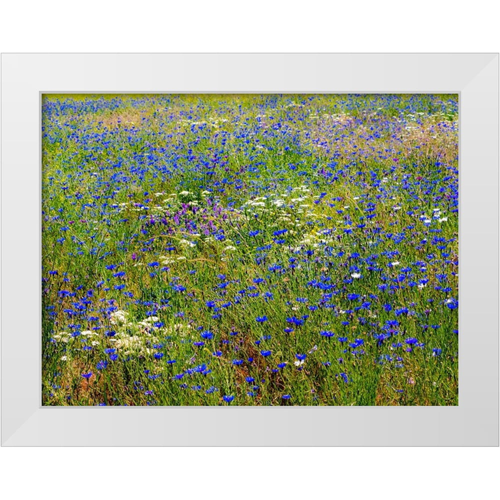 Gulin, Sylvia 32x25 White Modern Wood Framed Museum Art Print Titled ...