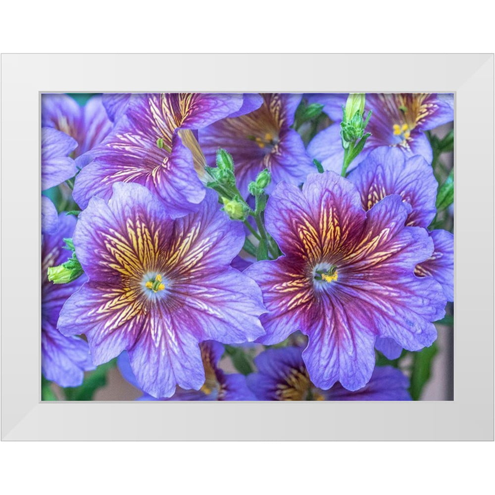 Gulin, Sylvia 32x25 White Modern Wood Framed Museum Art Print Titled ...