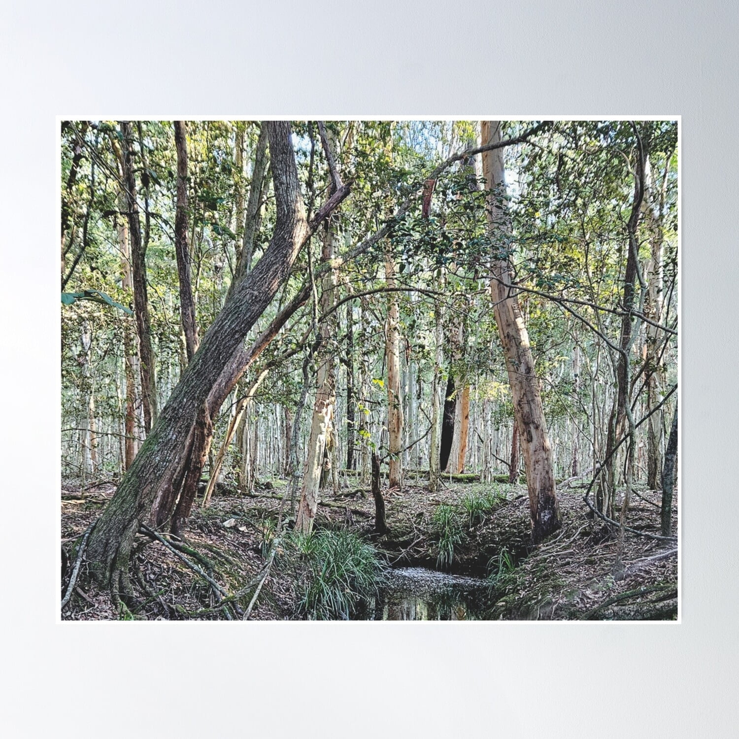 Gum Tree Forest Poster Wall Art, Modern Wall Decor, 12x18 UNFRAMED ...